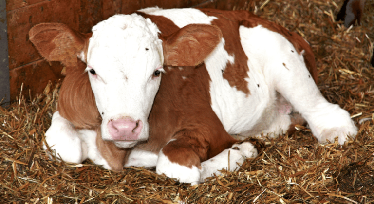 6 En Çok Süt Veren İnek Cinsi ve İnek Çiftliği Kurulumu