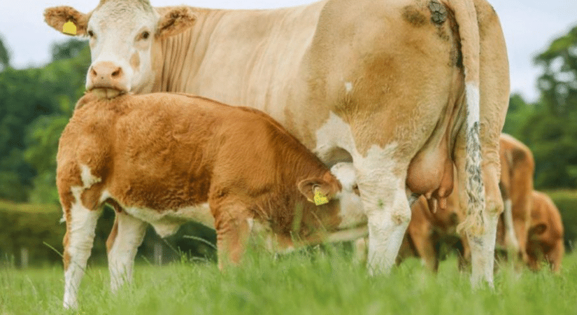 Simental İnek Özellikleri, Süt Verimi ve 2023 Fiyatı - Sonbilge.Net